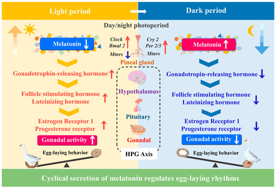 Melatonin Secretion in Regulating the Circadian Rhythms of Reproduction ...