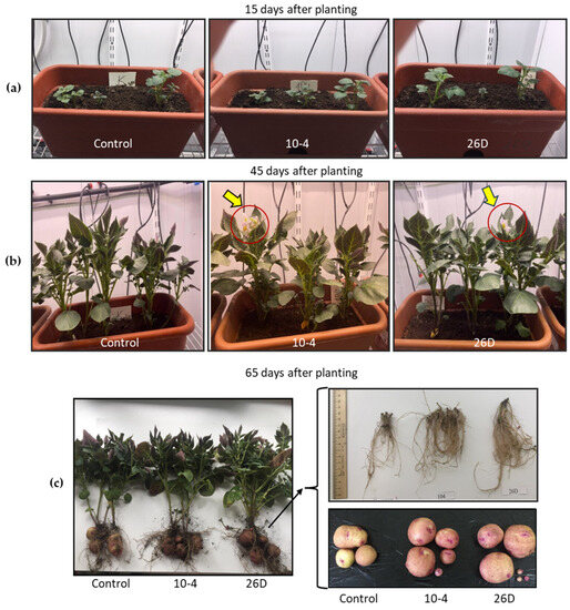 The Potential of Hydroponic Seed Minituber Enrichment with the ...