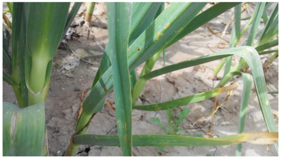 Adjuvant Effects on Pyraclostrobin and Boscalid Residues, Systemic ...