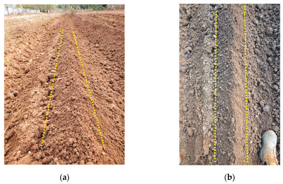 Design and Experiment of Sweet Potato Ridging and Forming Machine