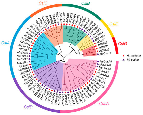 Genome-Wide Identification and Expression Analysis of the CesA/Csl Gene ...