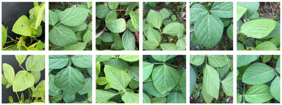Target Soybean Leaf Segmentation Model Based on Leaf Localization and ...