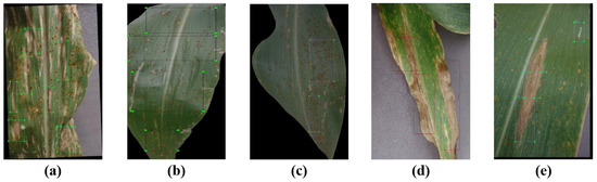 Lightweight One-Stage Maize Leaf Disease Detection Model with Knowledge ...
