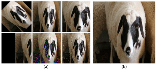 A Large Benchmark Dataset for Individual Sheep Face Recognition