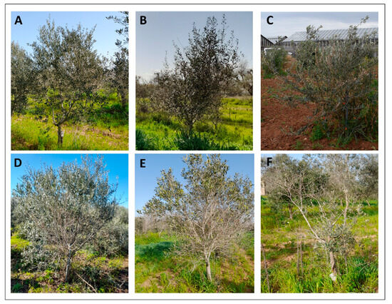 Apulian Autochthonous Olive Germplasm: A Promising Resource to Restore ...