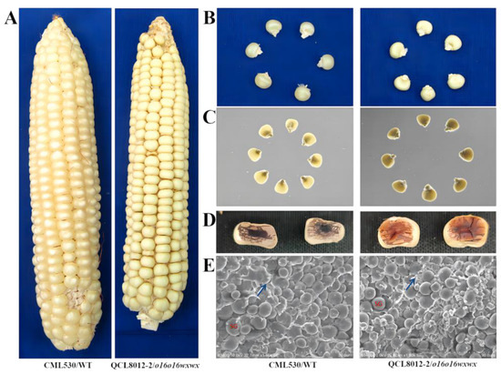 Molecular Corn