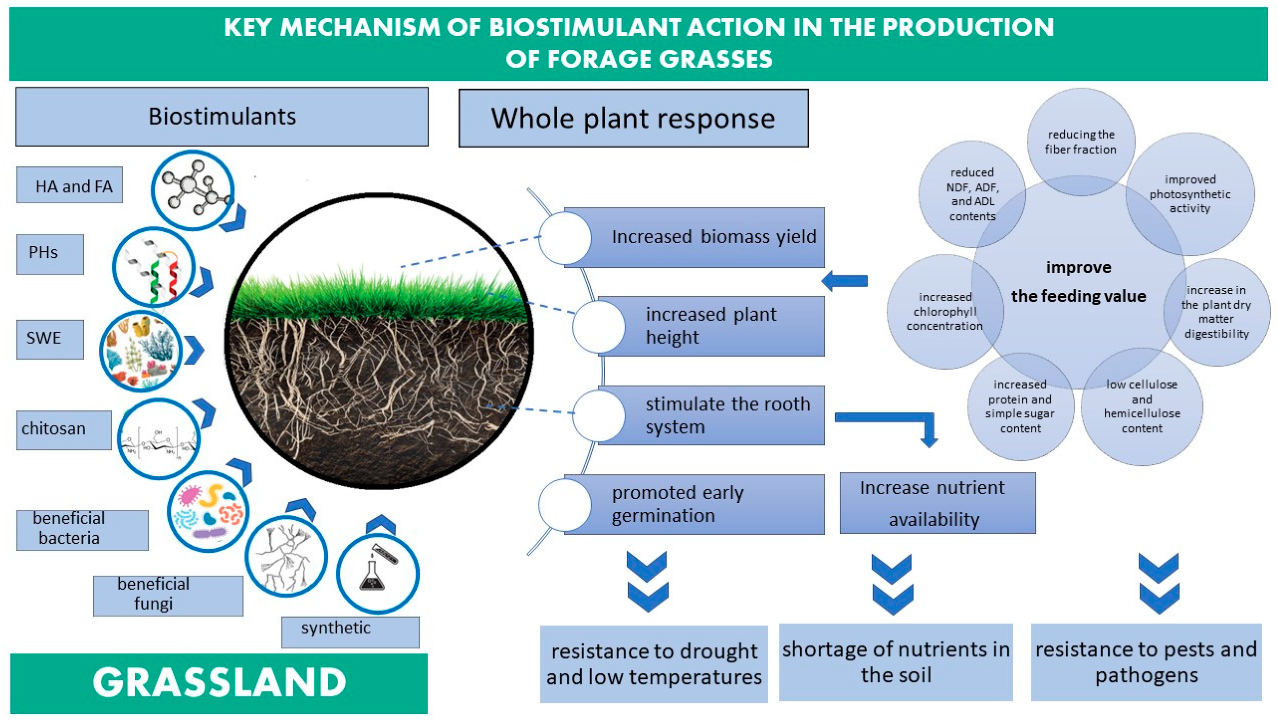 Agriculture | Free Full-Text | Biostimulants in the Production of Forage Grasses and Turfgrasses