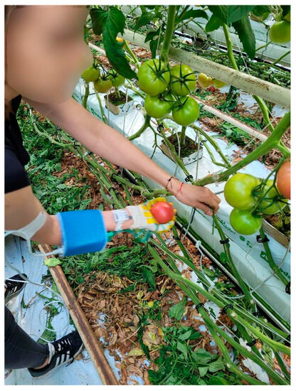 Tomato Fruit Quality as Affected by Ergonomic Conditions While Manually ...