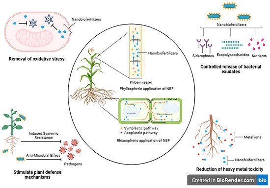 Agriculture | Free Full-Text | Evolution of Nano-Biofertilizer as a Green Technology for Agriculture