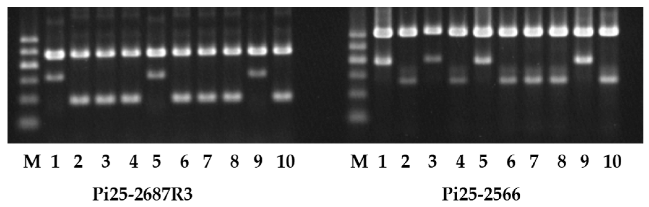 A Novel PCR-Based Functional Marker of Rice Blast Resistance Gene Pi25
