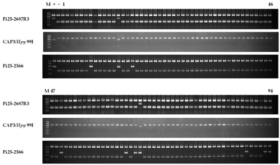 A Novel PCR-Based Functional Marker of Rice Blast Resistance Gene Pi25