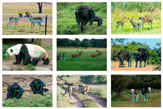 Real-Time Cattle Pose Estimation Based on Improved RTMPose