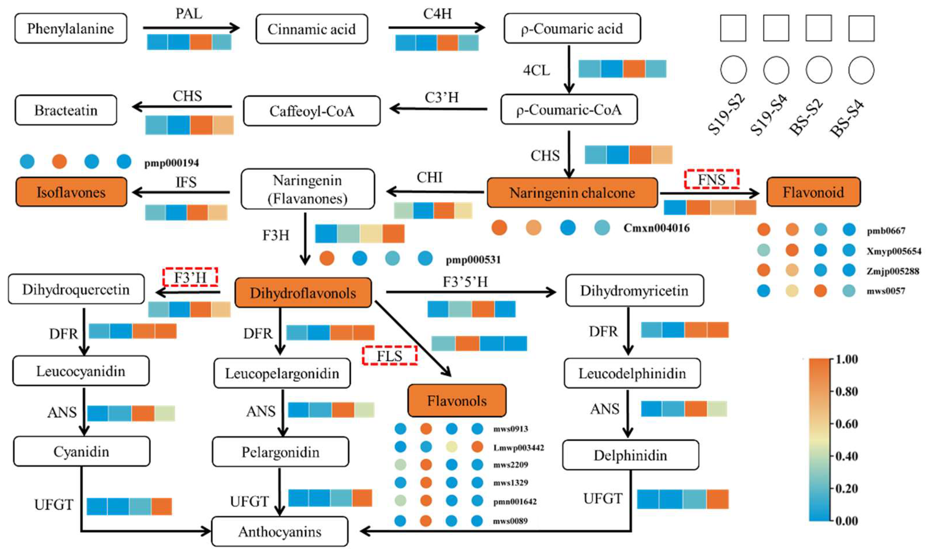 Widely Targeted Metabolomics Analyses Clarify the Biosynthetic Pathways ...