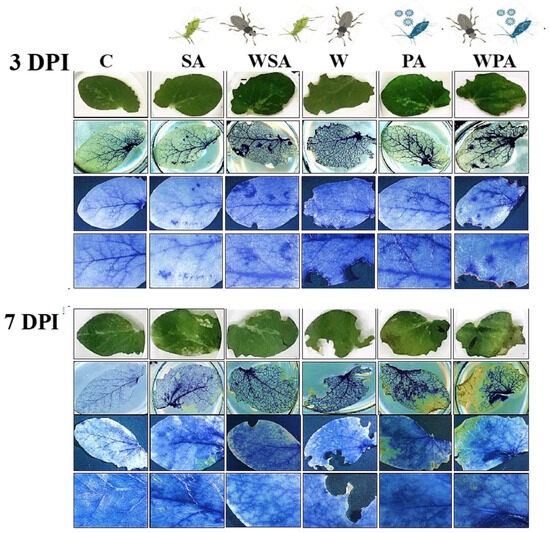 Diversity and Traits of Multiple Biotic Stressors Elicit Differential ...