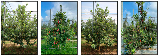 Deep Learning-Based Segmentation of Intertwined Fruit Trees for ...