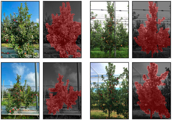 Deep Learning-Based Segmentation of Intertwined Fruit Trees for ...
