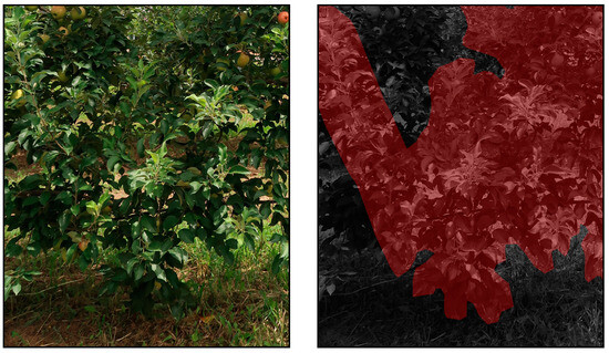 Deep Learning-Based Segmentation of Intertwined Fruit Trees for ...