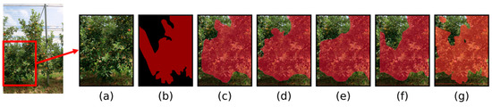 Deep Learning-Based Segmentation of Intertwined Fruit Trees for ...