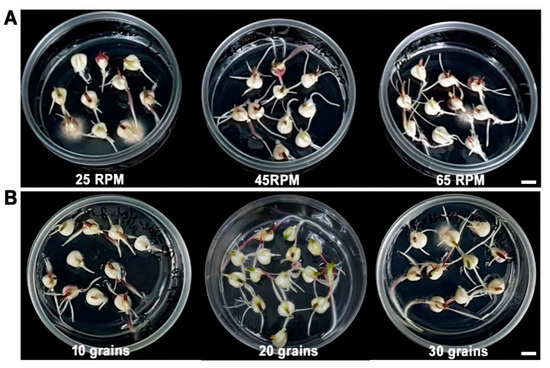 A New Protocol to Mitigate Damage to Germination Caused by Black Layers ...
