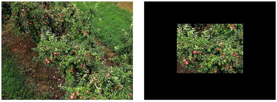 Improved Method for Apple Fruit Target Detection Based on YOLOv5s