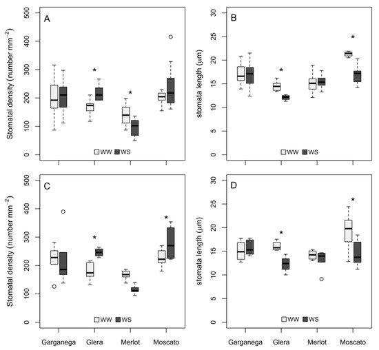 Variability in Stomatal Adaptation to Drought among Grapevine Cultivars ...