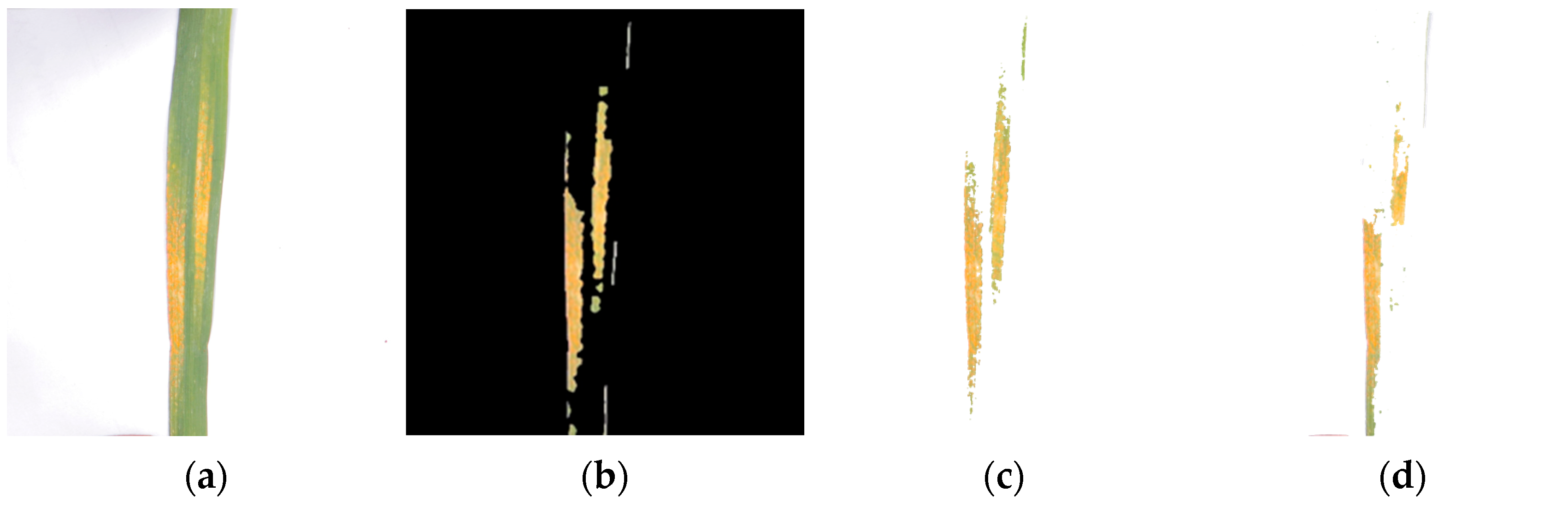 Research on the Method of Identifying the Severity of Wheat Stripe Rust ...