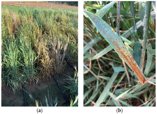 Characterization of Wheat Yellow Rust and Stem Rust Virulence in Southern Spain