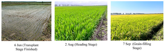 Single-Season Rice Area Mapping by Combining Multi-Temporal ...