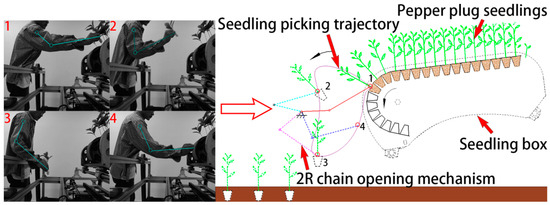 Study on the Method and Mechanism of Seedling Picking for Pepper (Capsicum annuum L.) Plug Seedlings