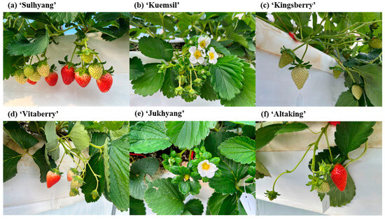 Effect of Short Day and Low Temperature at the Nursery Stage on the ...