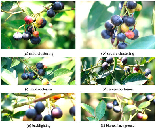 A Lightweight Detection Method for Blueberry Fruit Maturity Based on an Improved YOLOv5 Algorithm