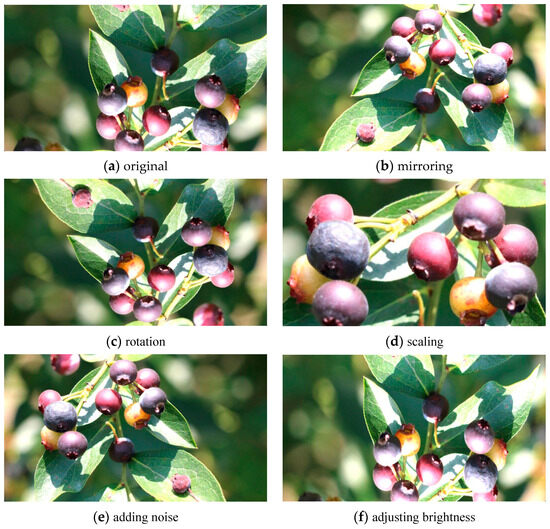 A Lightweight Detection Method For Blueberry Fruit Maturity Based On An Improved Yolov5 Algorithm