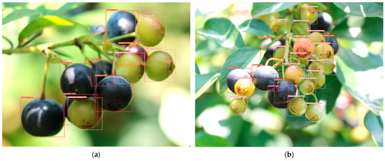 A Lightweight Detection Method for Blueberry Fruit Maturity Based on an Improved YOLOv5 Algorithm