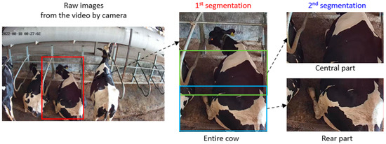 A Non-Contact and Fast Estimating Method for Respiration Rate of Cows ...