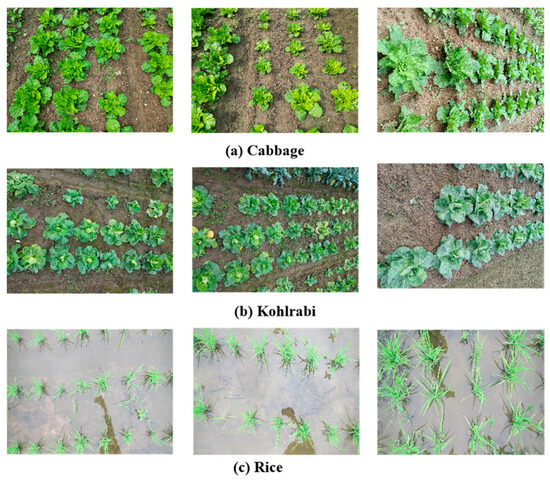 Agriculture | Free Full-Text | Multi-Crop Navigation Line Extraction Based on Improved YOLO-v8 ...
