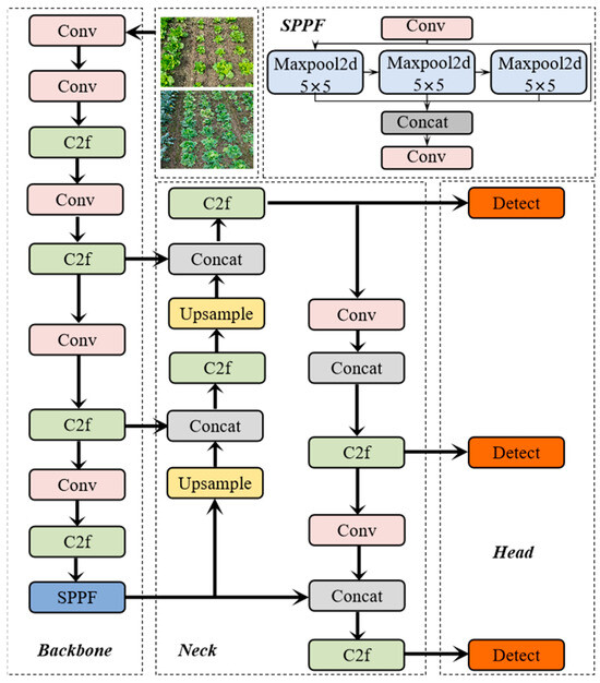 Agriculture | Free Full-Text | Multi-Crop Navigation Line Extraction Based on Improved YOLO-v8 ...