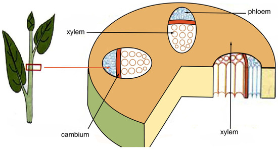 The Advancement and Prospects of the Tree Trunk Injection Technique in ...
