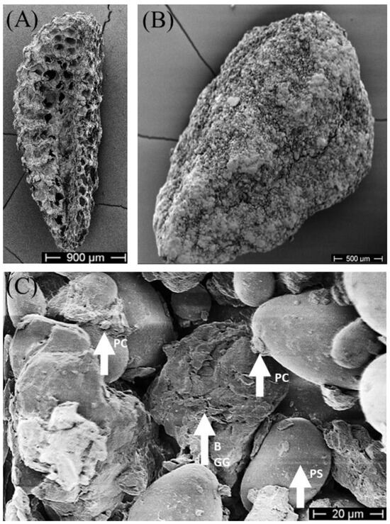 Development of a Seed Treatment with Pochonia chlamydosporia for ...