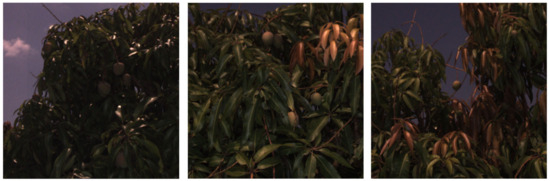 Agriculture | Free Full-Text | Light-YOLO: A Lightweight and Efficient ...