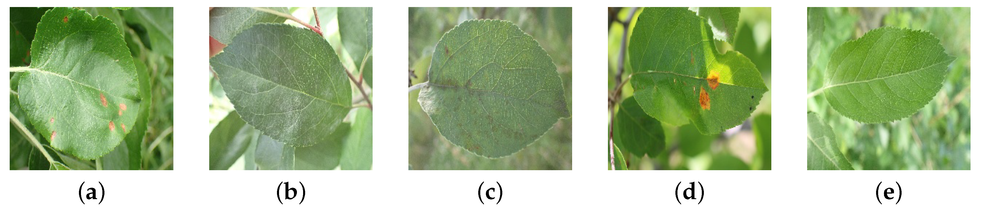 Agriculture | Free Full-Text | A Dual-Branch Model Integrating CNN and ...
