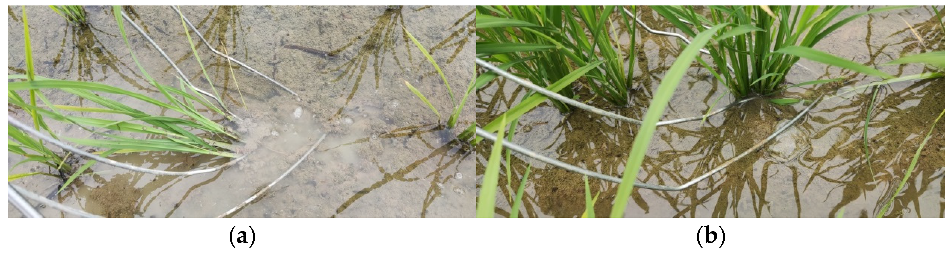 Development and Experimentation of Intra-Row Weeding Device for Organic ...