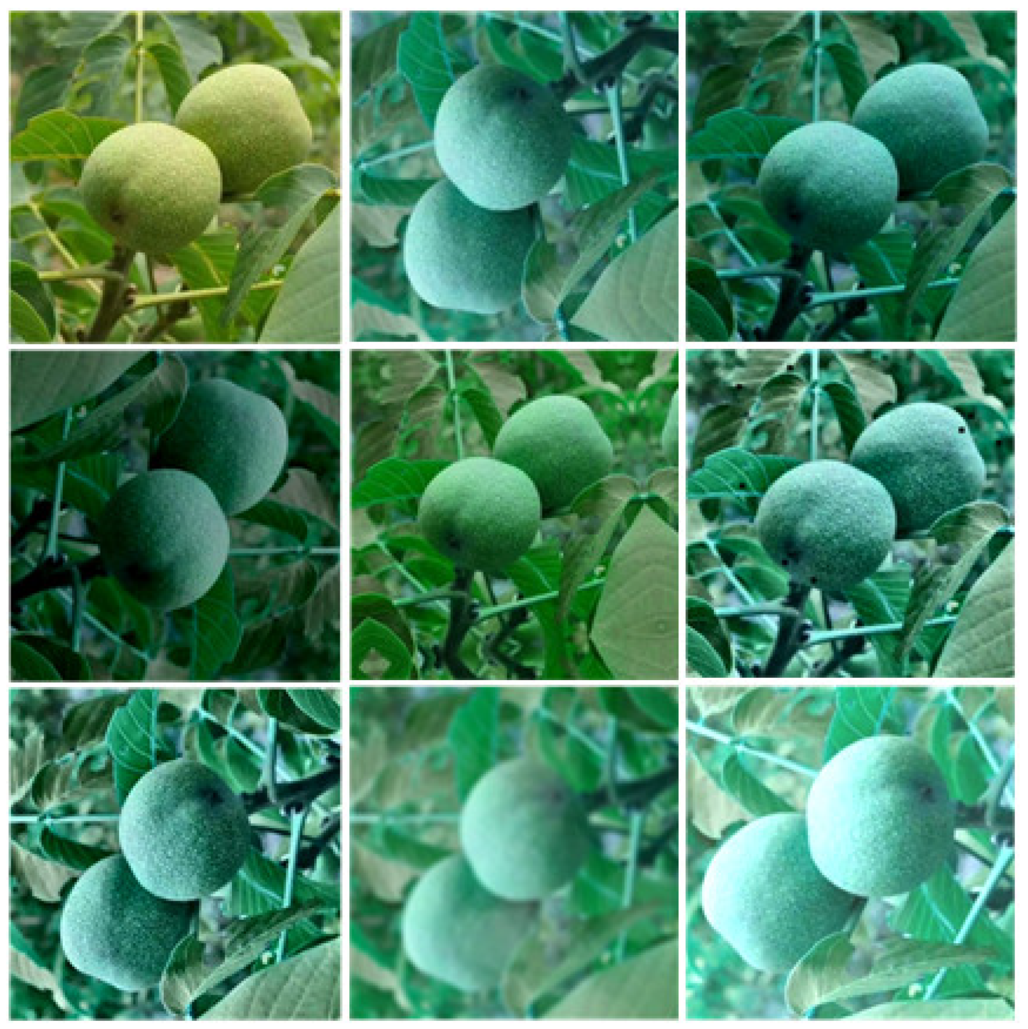 Improving Walnut Images Segmentation Using Modified UNet3+ Algorithm