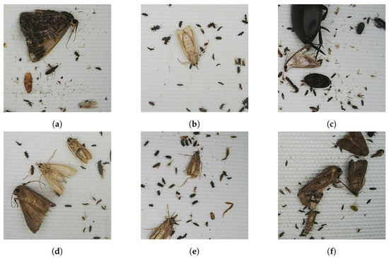Agriculture | Free Full-Text | PestLite: A Novel YOLO-Based Deep ...