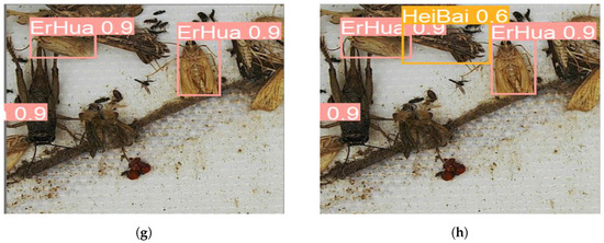 Agriculture | Free Full-Text | PestLite: A Novel YOLO-Based Deep ...