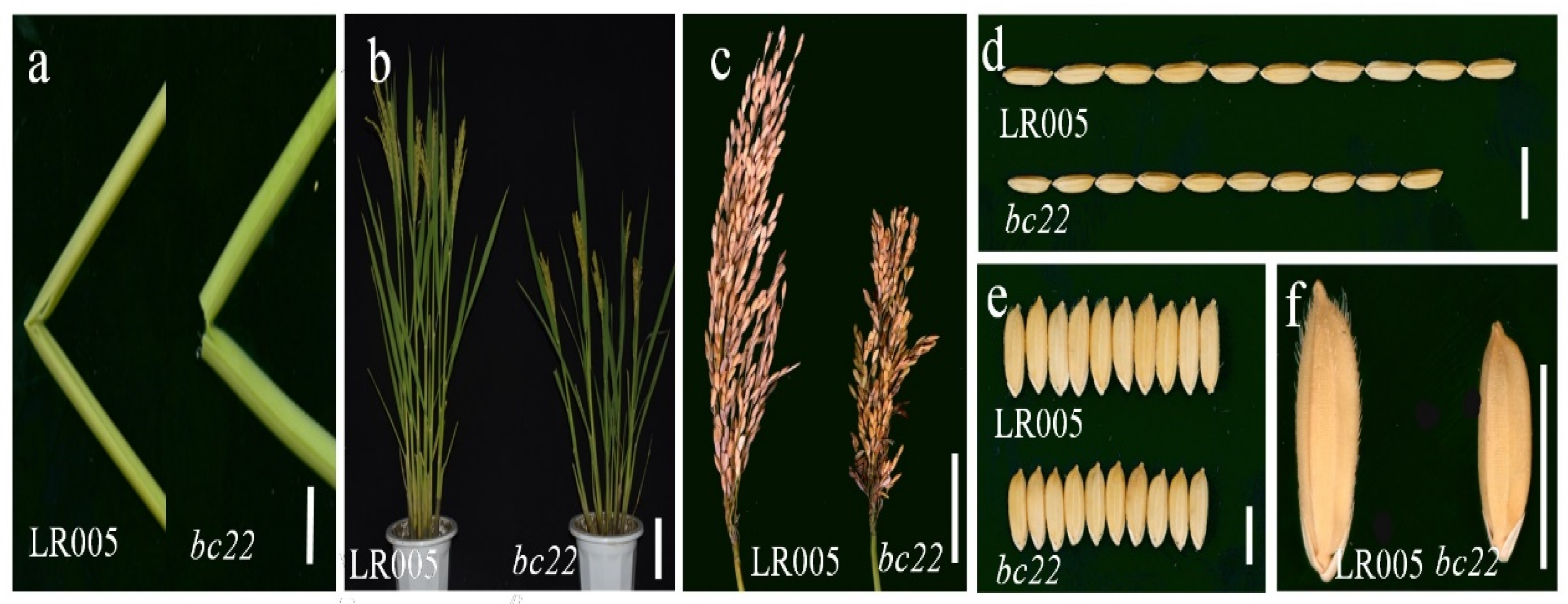 Identification and Gene Cloning of a Brittle Culm Mutant (bc22) in Rice