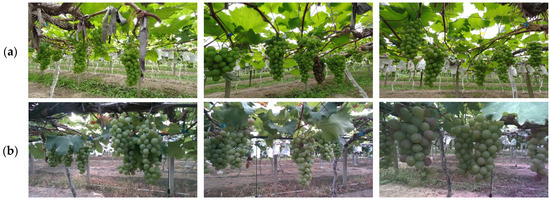 An Unstructured Orchard Grape Detection Method Utilizing YOLOv5s