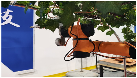 An Unstructured Orchard Grape Detection Method Utilizing YOLOv5s