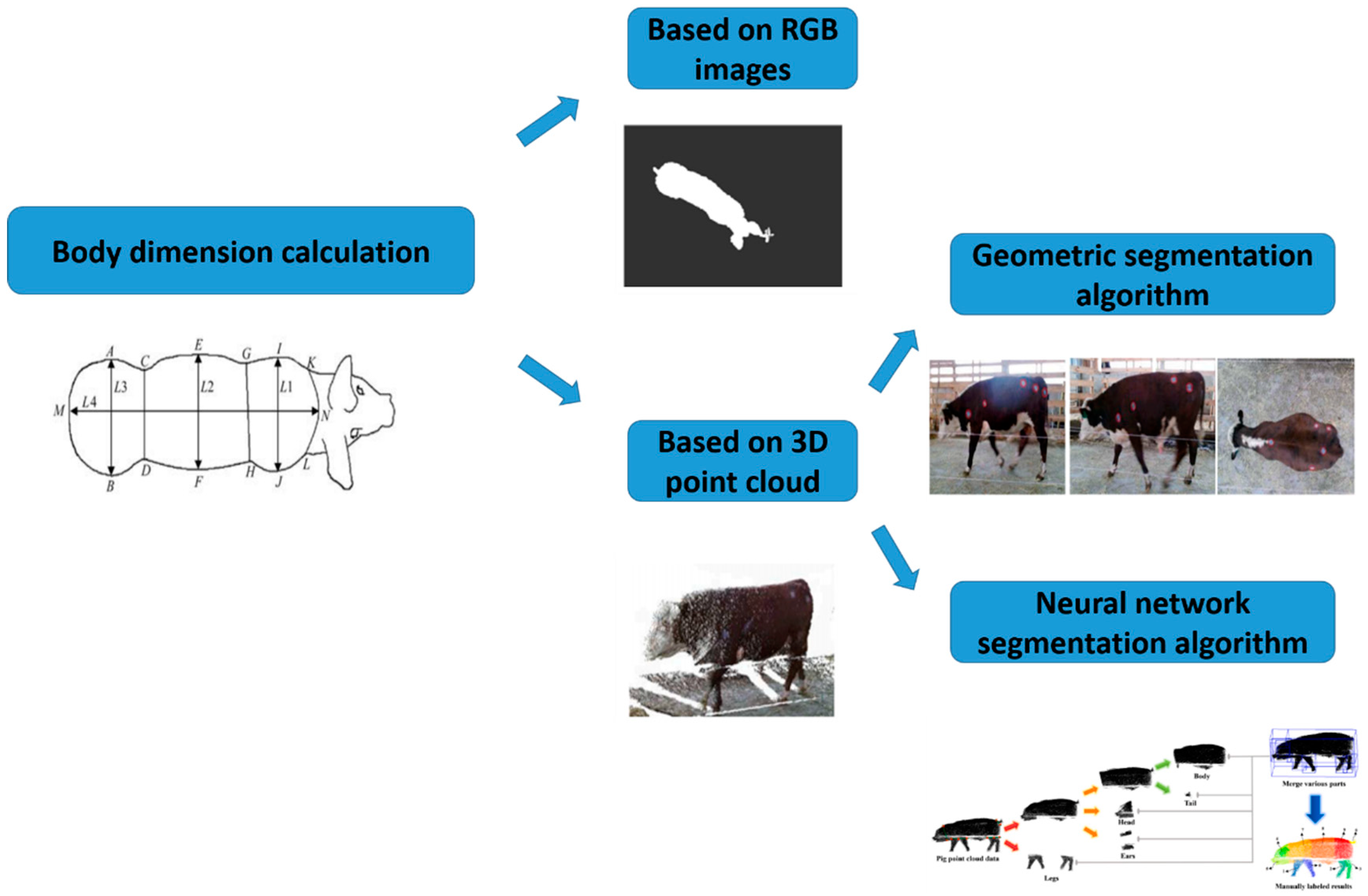 Agriculture Free Full Text Computer Vision Based Measurement