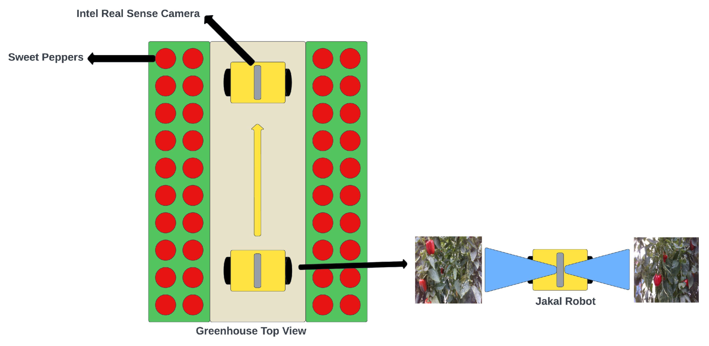Maturity Recognition and Fruit Counting for Sweet Peppers in Greenhouses Using Deep Learning ...