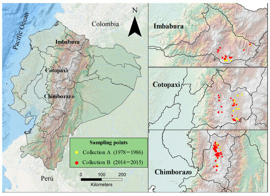 Agriculture | Free Full-Text | Phenotypic Diversity of Quinoa Landraces ...